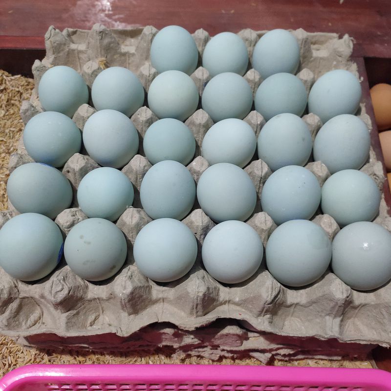 Telur Bebek Asin