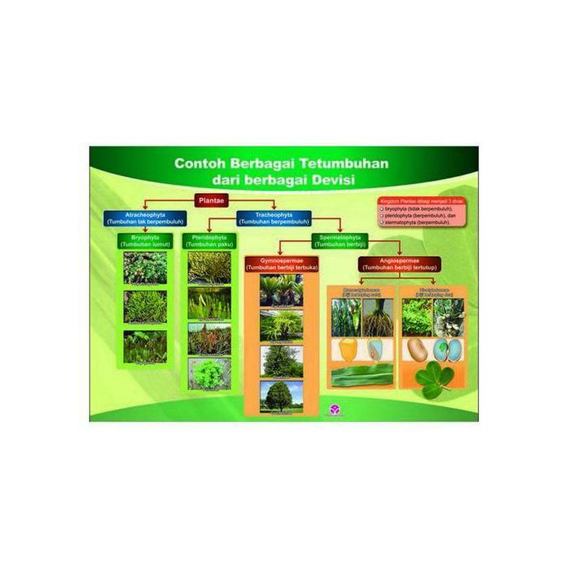 Gambar contoh-contoh tumbuhan dari berbagai divisi