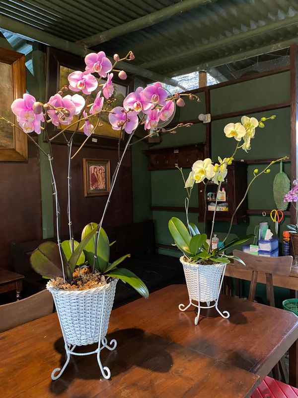 SEWA TANAMAN BUNGA HIDUP / BUNGA ANGGREK by KOKO GROUP