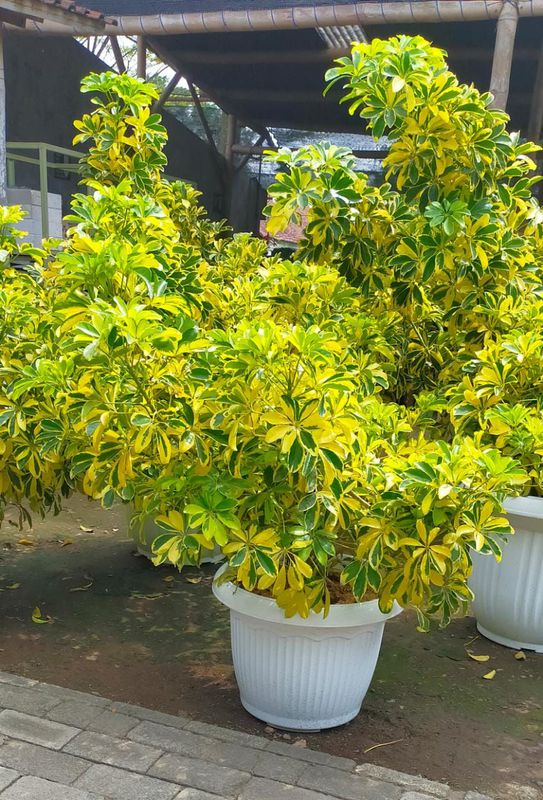 SEWA TANAMAN BUNGA HIDUP / POT DIAMETER 40-50 CM / WALISONGO KUNING by ...