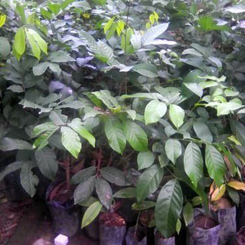 Bibit Rambutan Unggul Varietas Brahrang