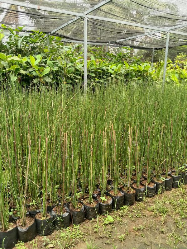 Bibit Bambu Air