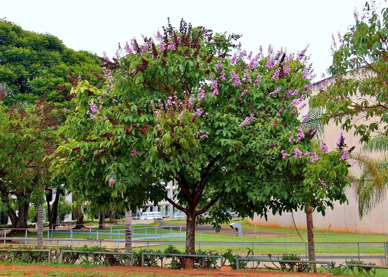 Pohon Bungur - 3 Meter