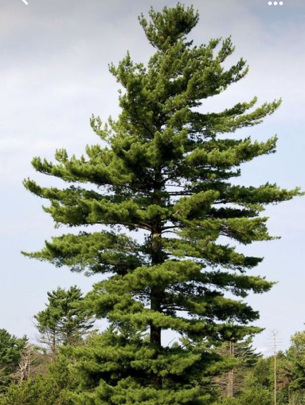 Pohon pinus - 3 Meter