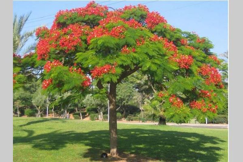 Pohon Flamboyan - 2 Meter