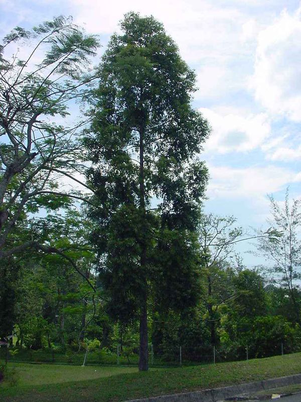 Pohon Damar - 2 Meter