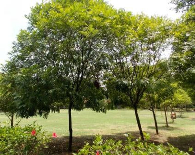 Pohon Kiara Payung 3 Meter