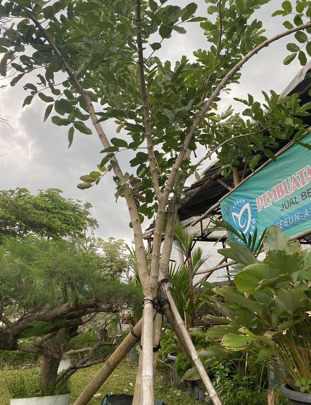 Pohon Kunto bimo - 2 Meter