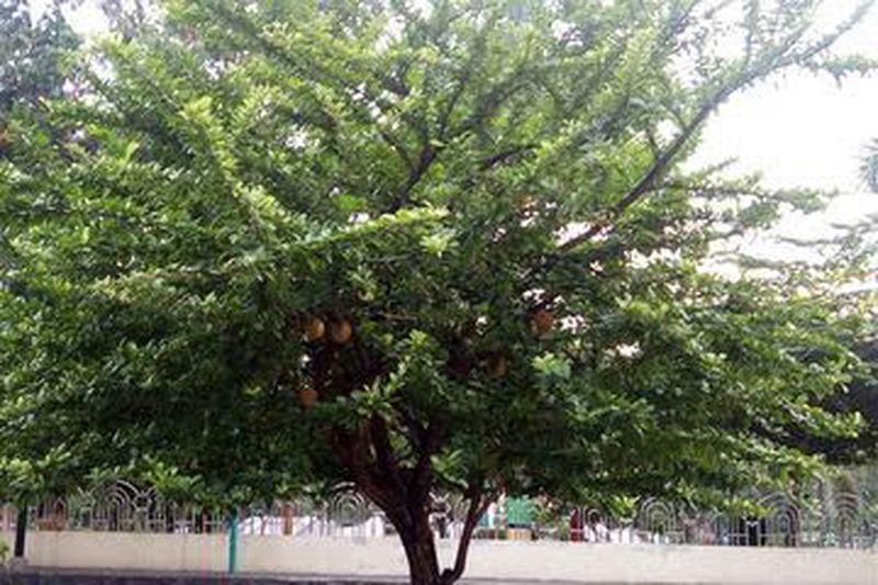 Pohon Maja - 3 Meter