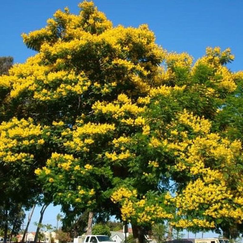 Pohon Johar - 3 Meter