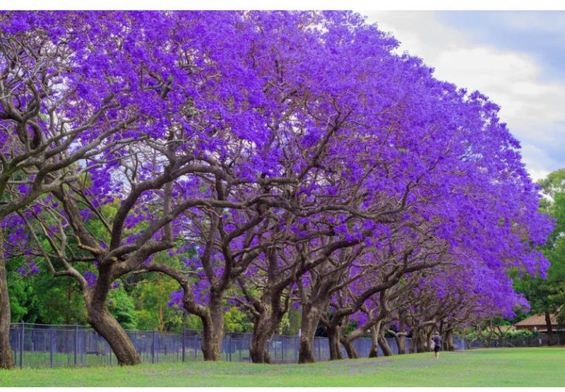 Pohon Jacaranda - 2 Meter