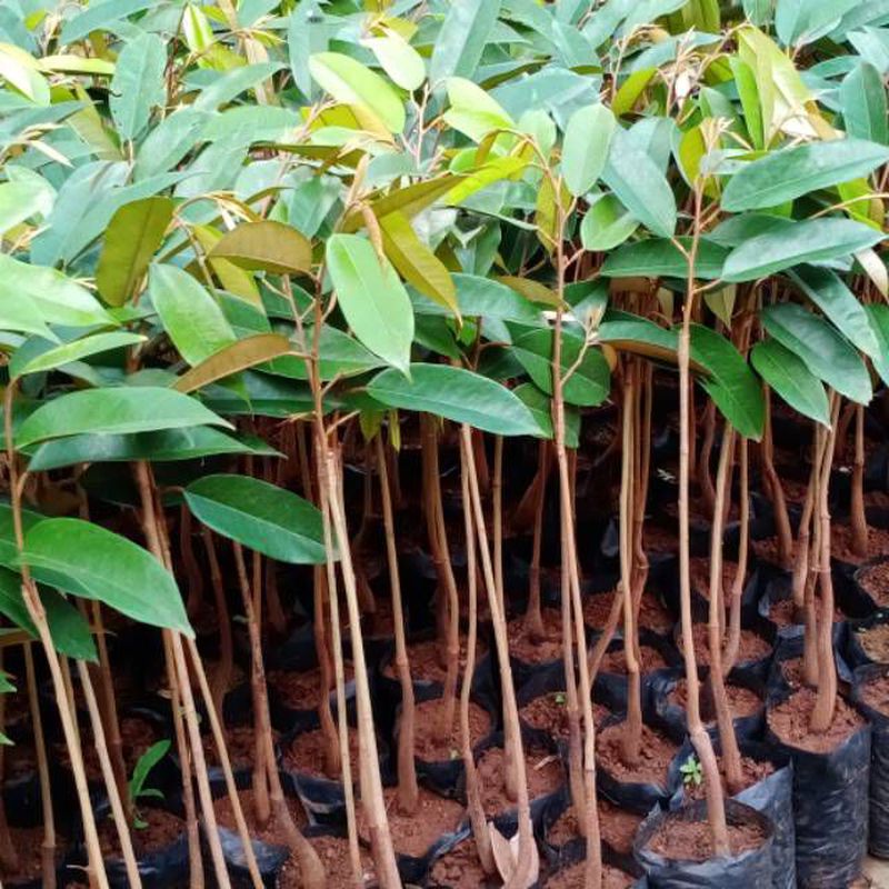 Bibit Batang Bawah Kamundai / Likol