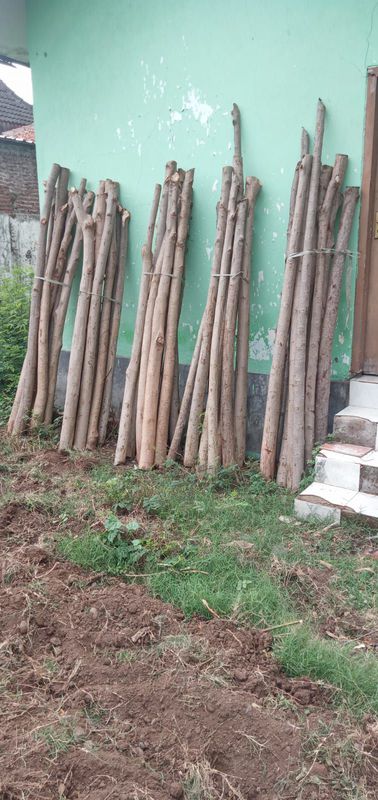 TAJAR HIDUP (KAYU PALEMBANG)