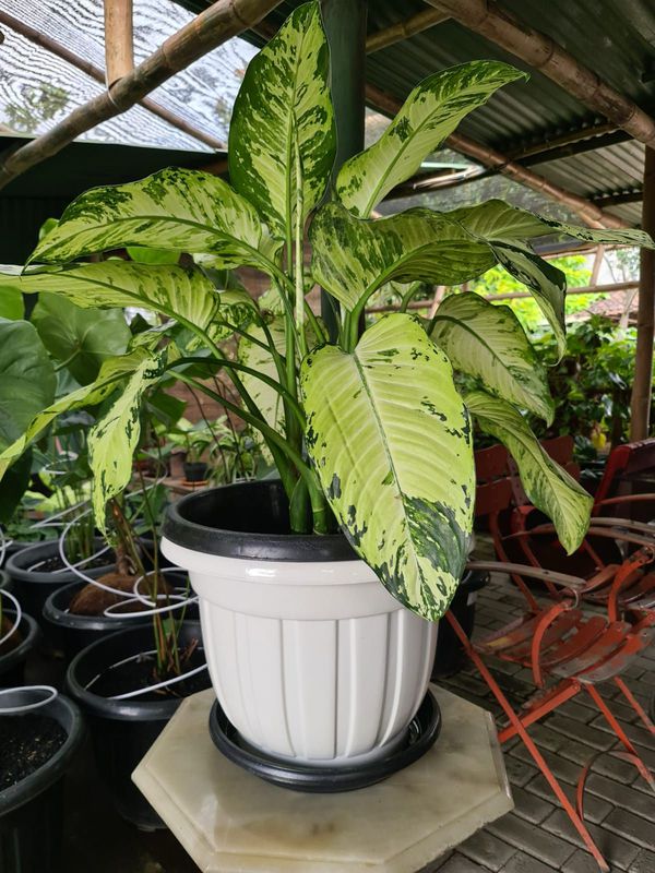 SEWA TANAMAN BUNGA HIDUP / POT DIAMETER 50 CM // DIFFEN DORENG by KOKO ...