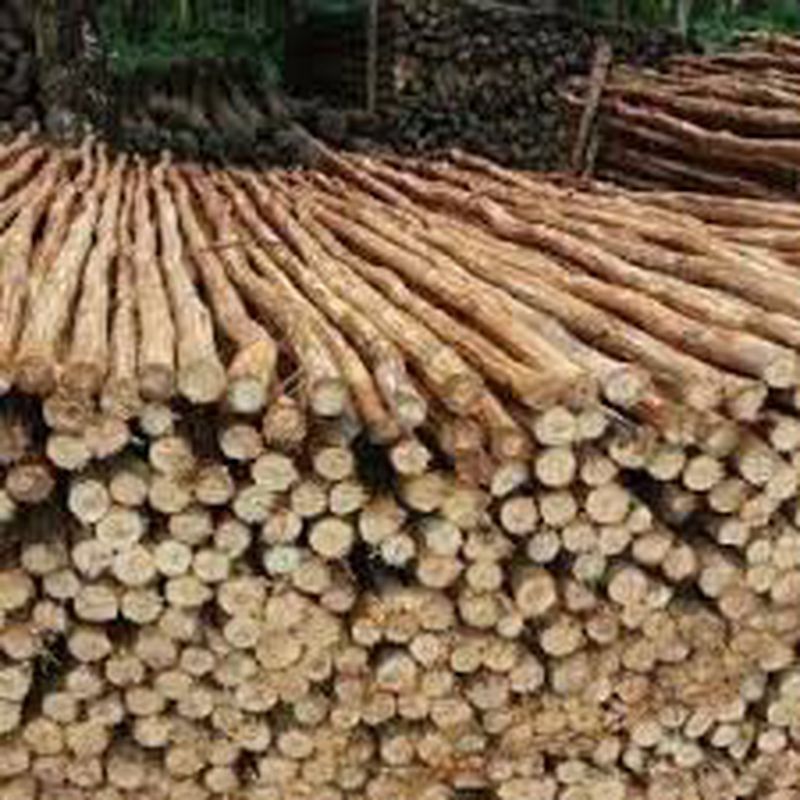 kayu dolken