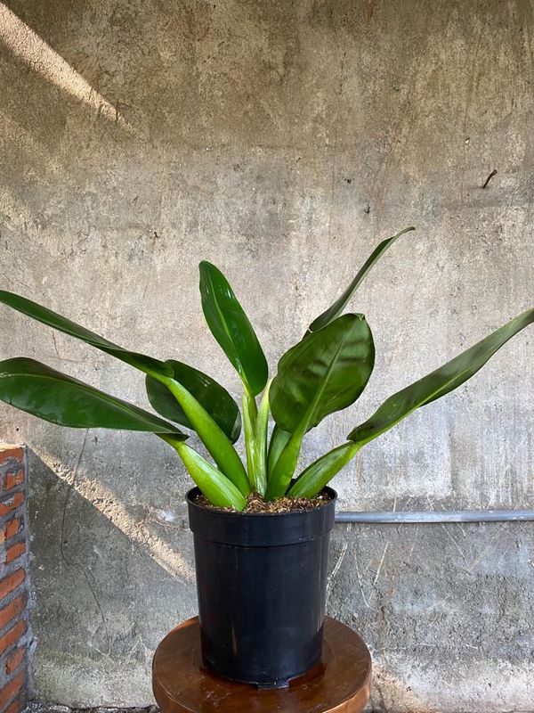 SEWA TANAMAN BUNGA HIDUP / POT MEJA DIAMETER 25-30 CM // PHILO KATAK by ...