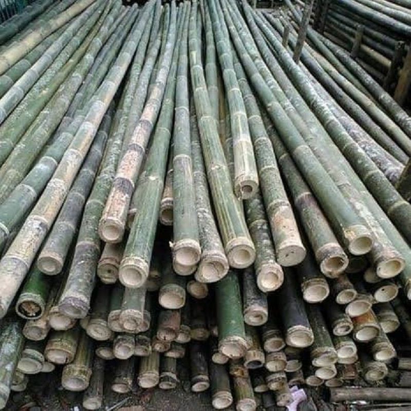 Bambu