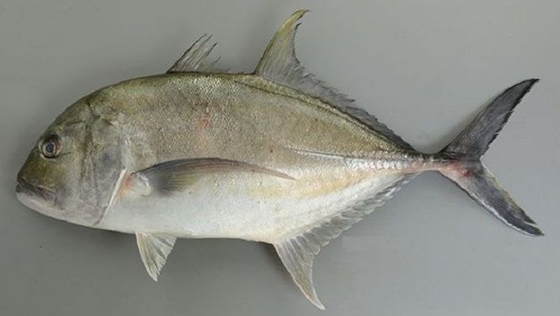 Berbagai Macam Ikan Segar - Ikan Kuwe