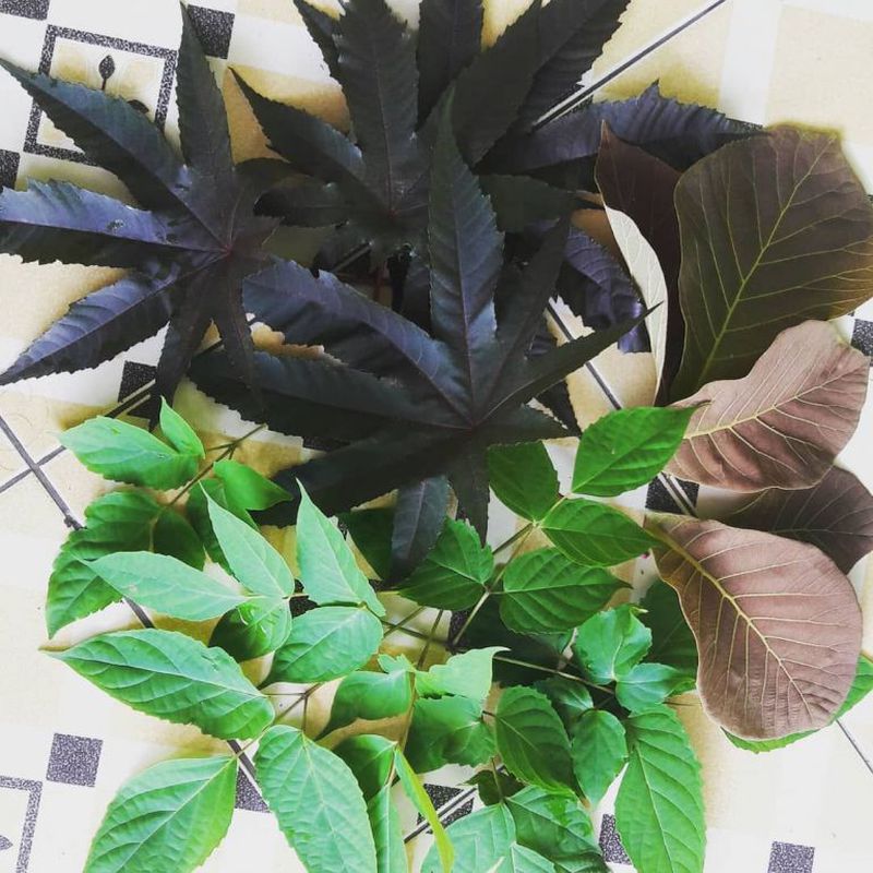 daun daun ecoprint