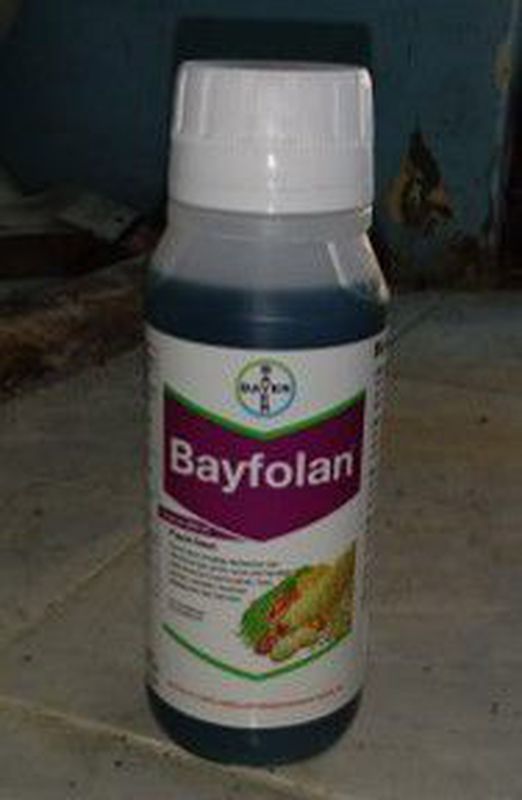 bayfolan