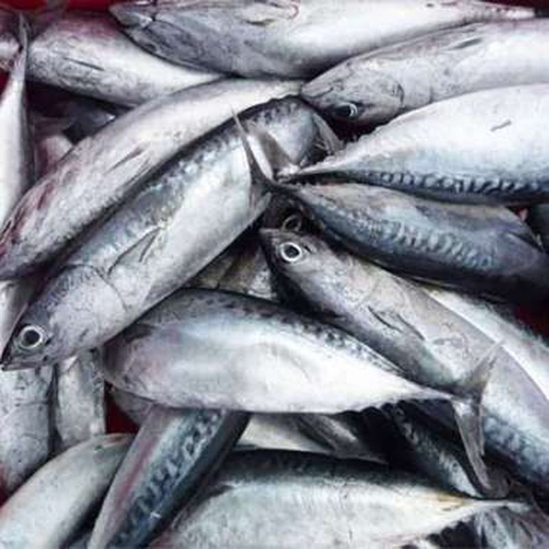 Ikan Baby Tuna