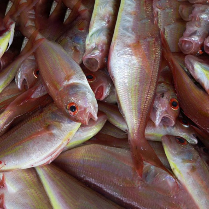 Ikan Jangki