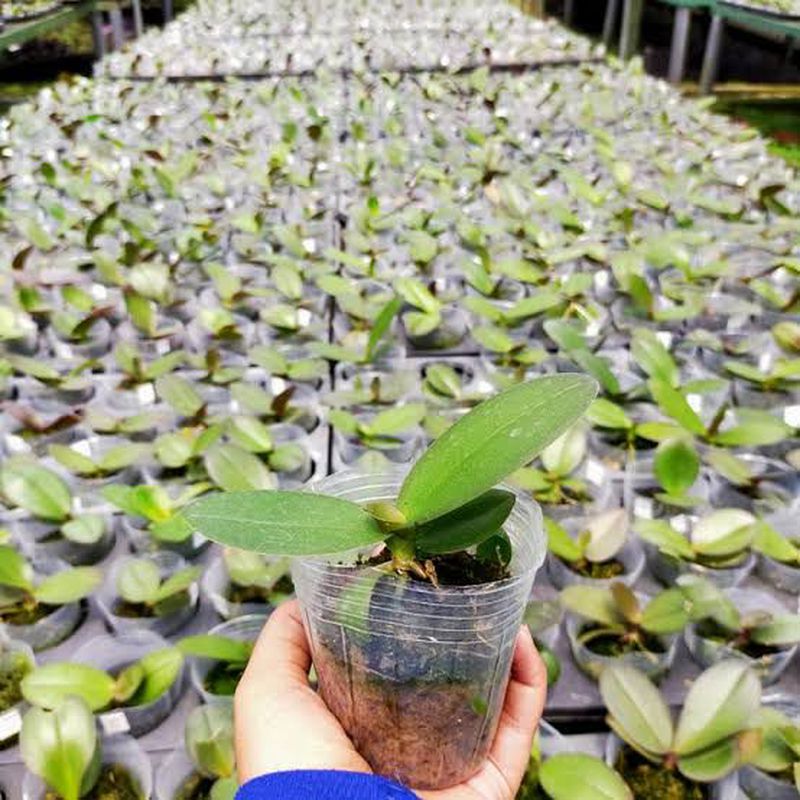 Anggrek Bulat (bibit)