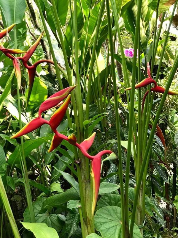 Heliconia Marginata/Pisang Belut