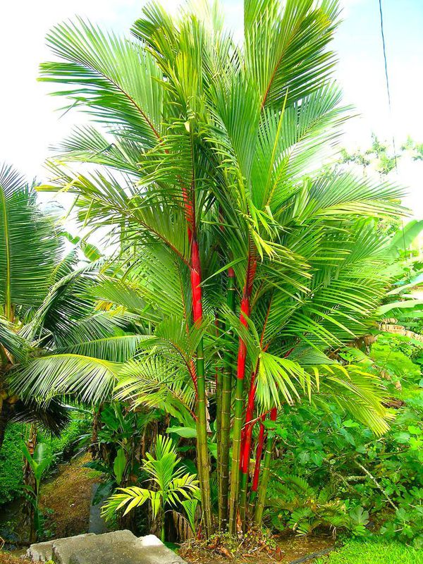 Palm Merah