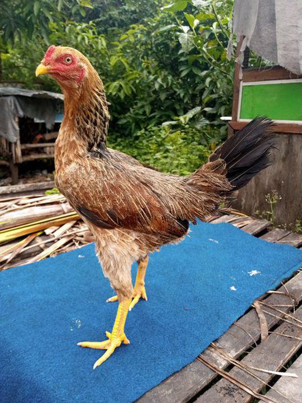 Calon Induk Ayam Kampung Betina