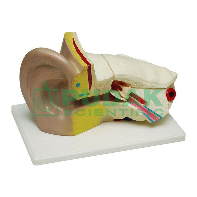 Model Telinga Manusia, Plastik, BMD 49-03