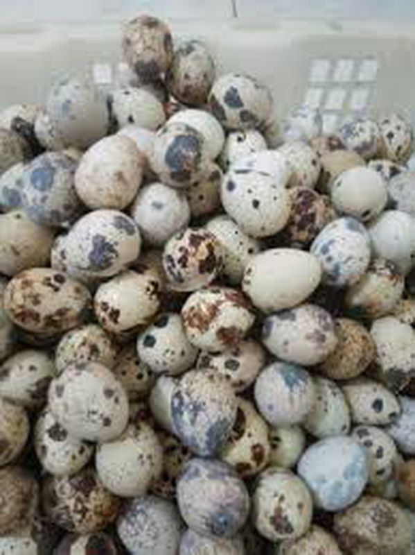 Telur Puyuh (100 gram)