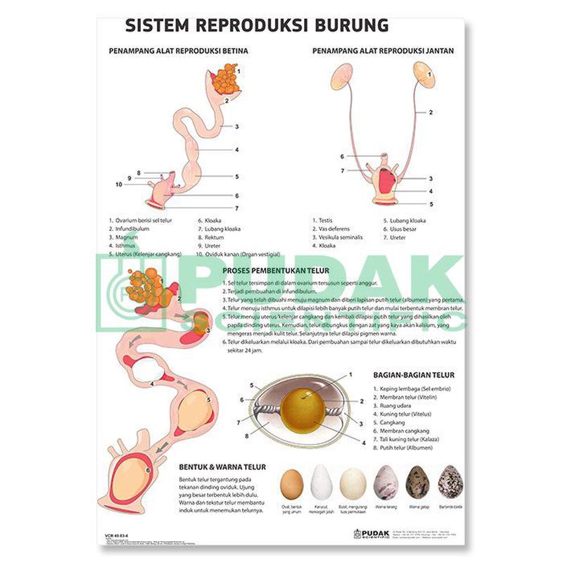 Carta Sistem Reproduksi Burung, VCB 40.03-4