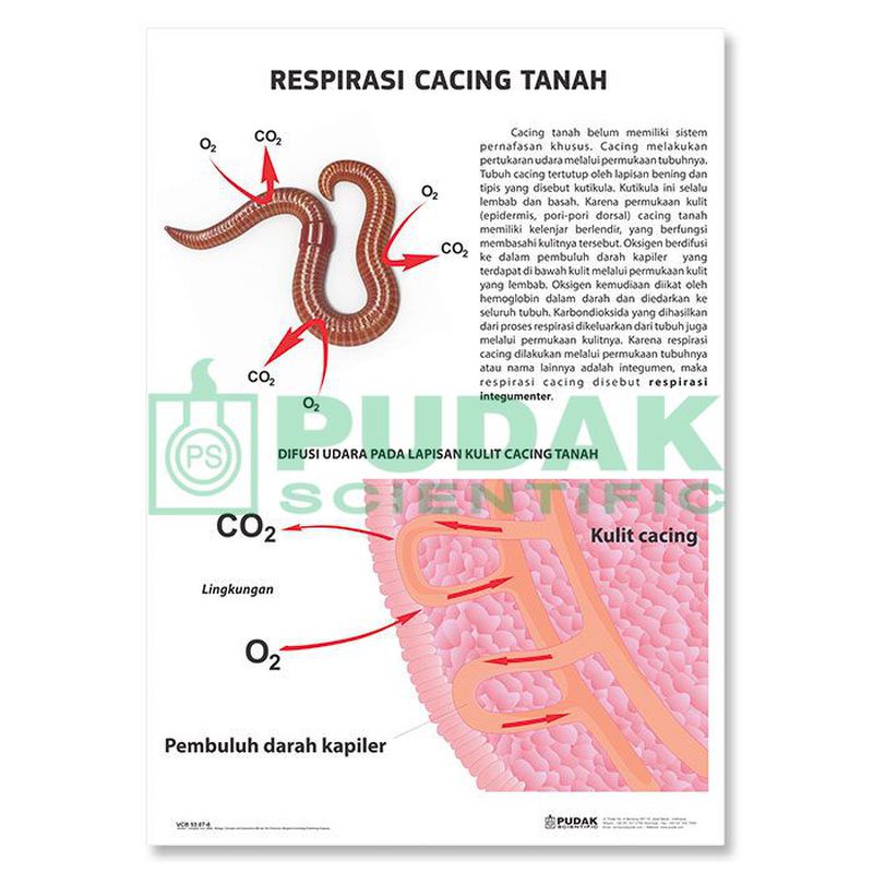 Carta Sistem Pernapasan Cacing Tanah, VCB 53.07-6