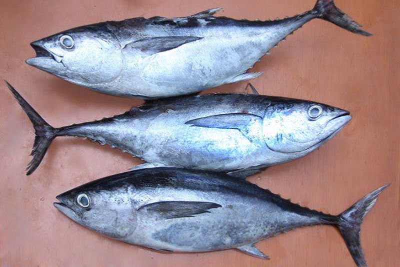 Baby tuna