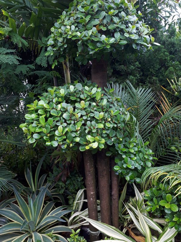 Pohon bonsai dollar