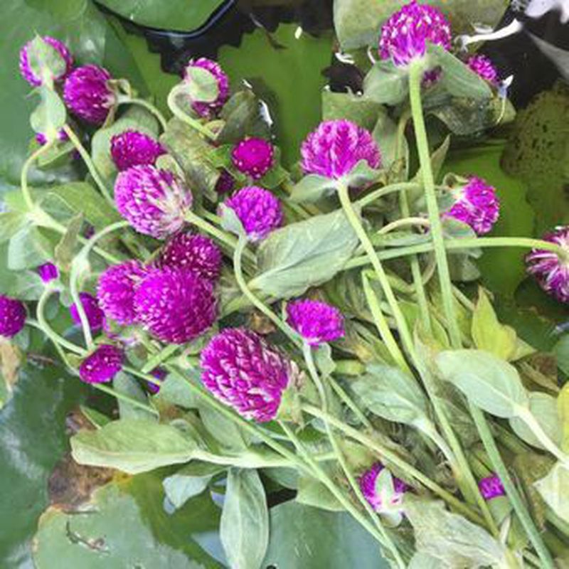 Dupa, Daun Kayu Ratna & Telujungan , dan Bunga Hias