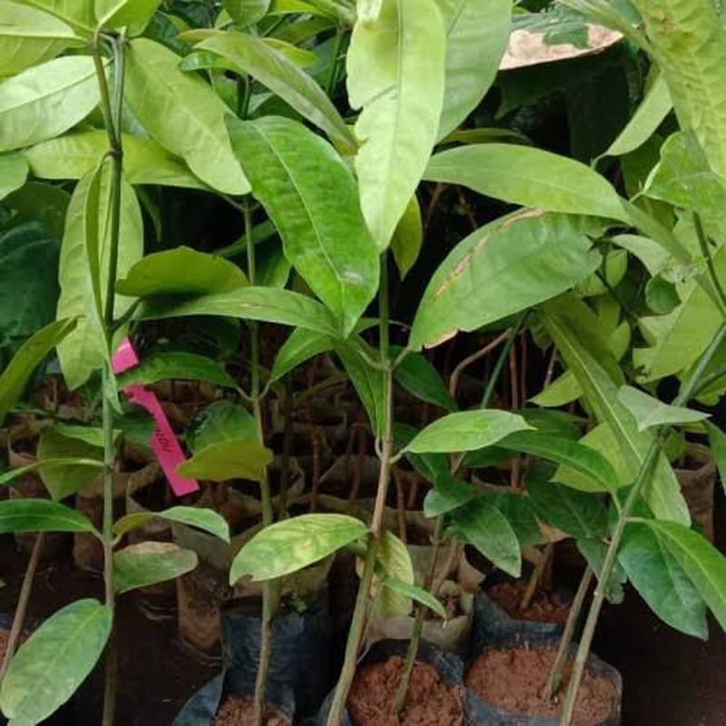 Tanaman Badung/Mundu