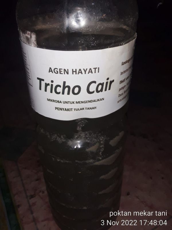 Trichoderma cair