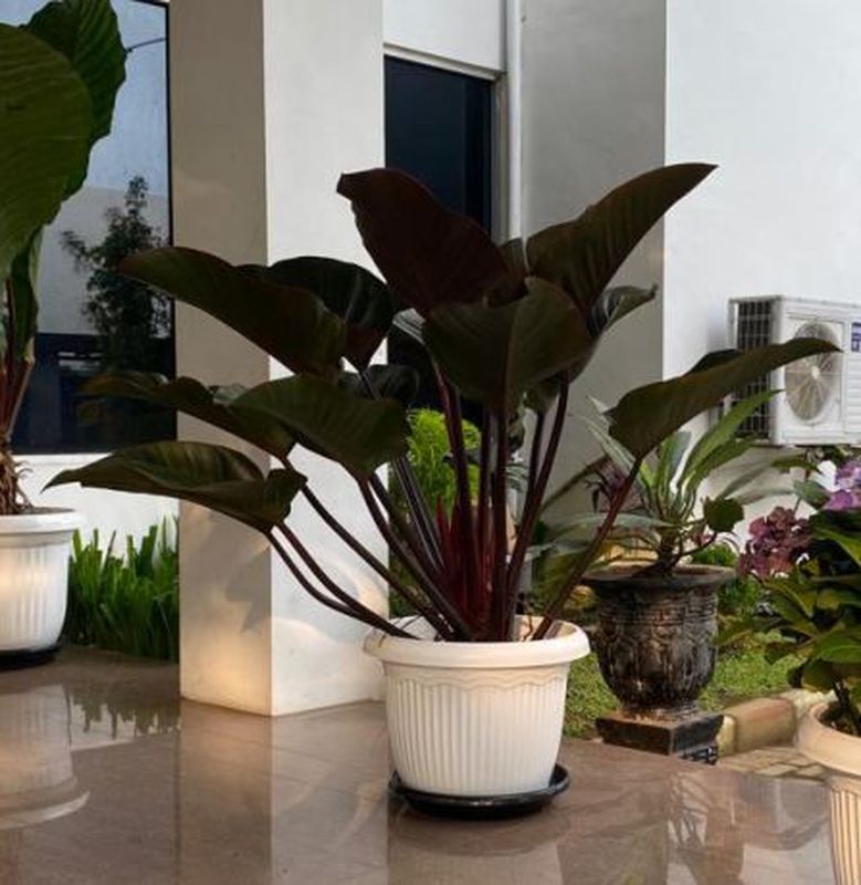 SEWA TANAMAN BUNGA HIDUP / POT DIAMETER 40- 50 CM // KONGO RED by KOKO ...