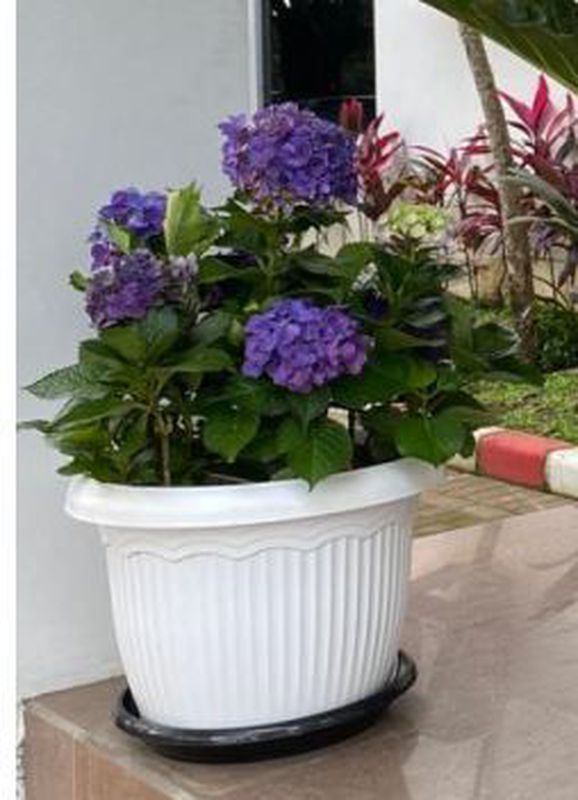 SEWA TANAMAN BUNGA HIDUP / POT DIAMETER 40- 50 CM // PANCAWARNA by KOKO ...