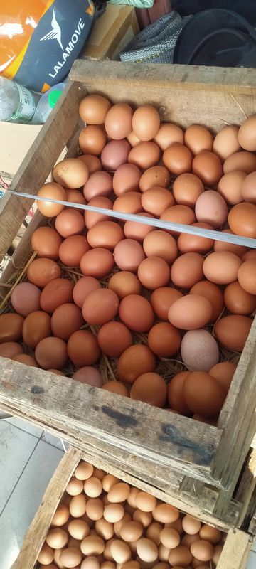 Telur - Cokelat Muda - Bentes