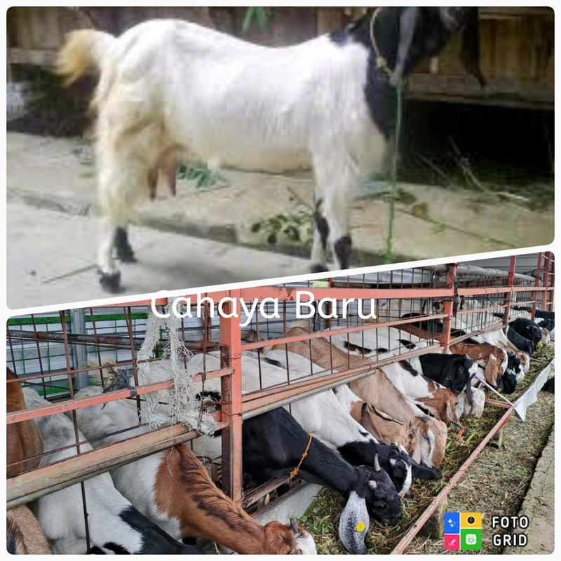 KAMBING BETINA LOKAL SUPER ( PE )
