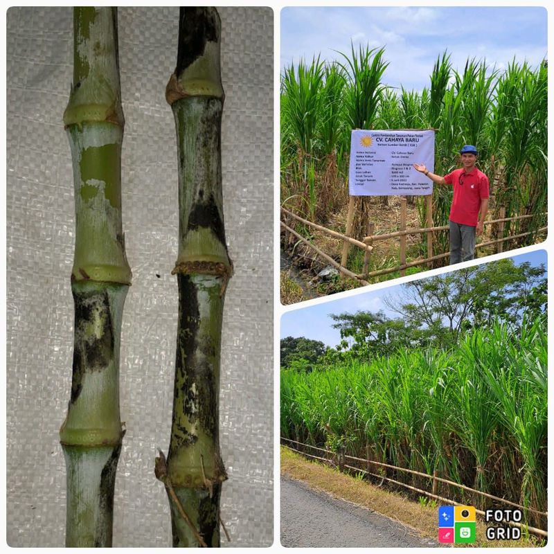 Benih / Bibit Rumput Gajah Varietas Biograss Agrinak ( Panjang 30 cm ...