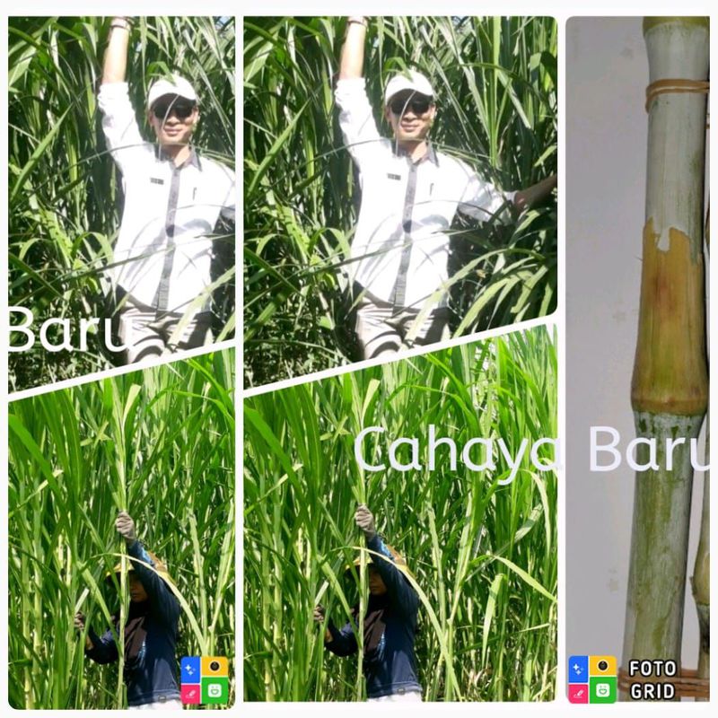 Benih / bibit Rumput Pakan Ternak Varietas Pak Chong