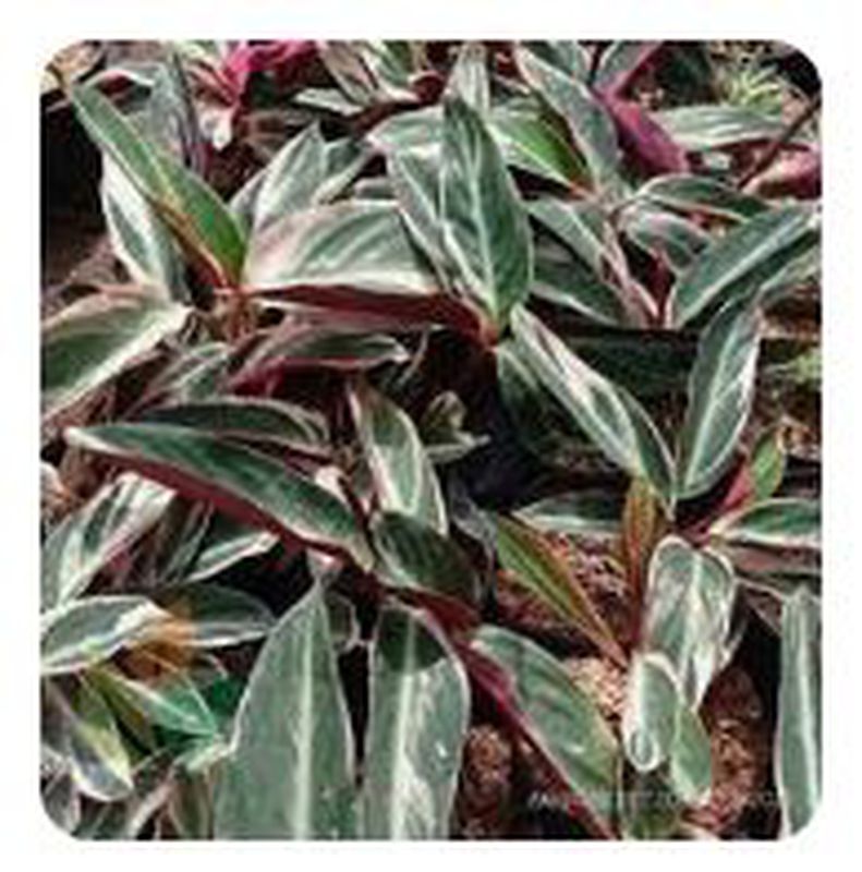 Bunga Calathea Merah Putih