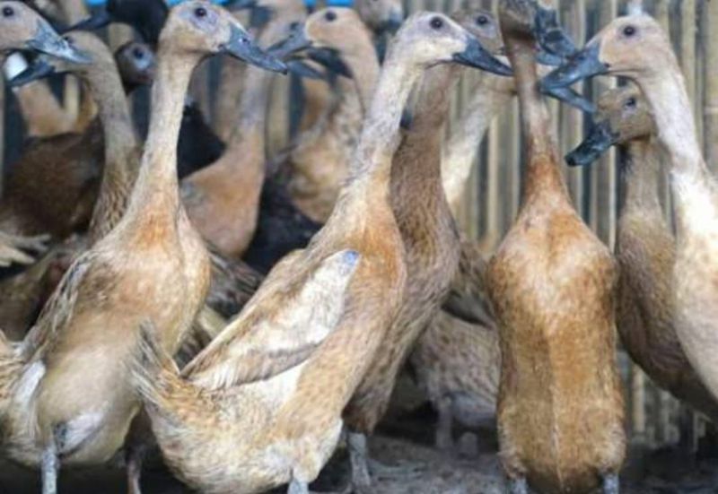 Itik / Bebek betina lokal