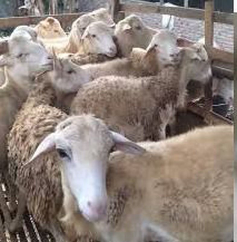 KAMBING DOMBA JANTAN LOKAL