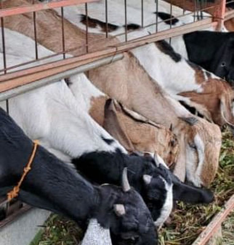 KAMBING BETINA LOKAL