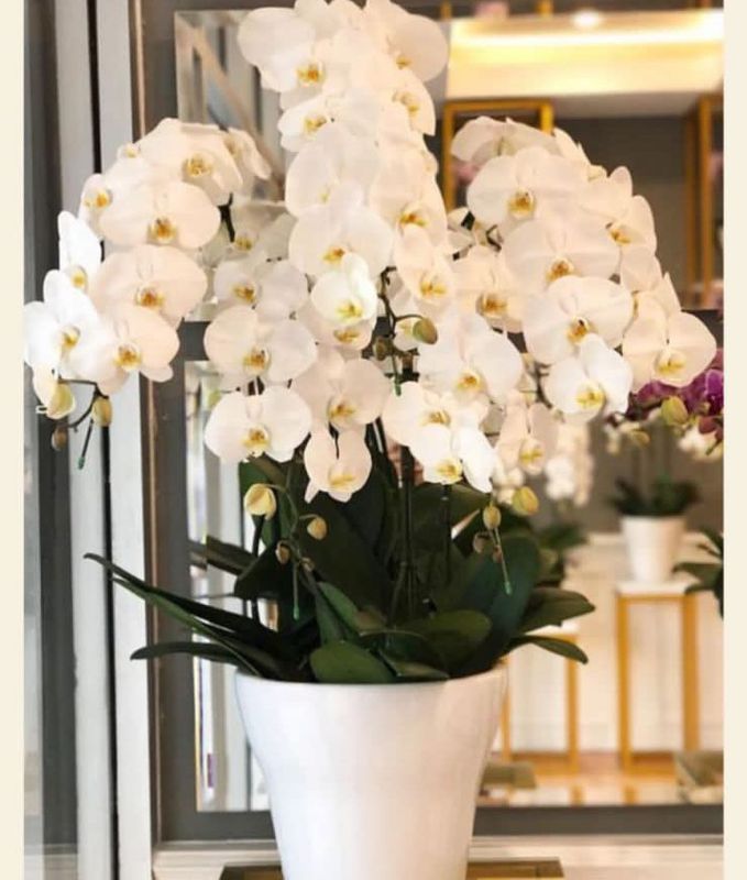 Rangkaian anggrek bulan